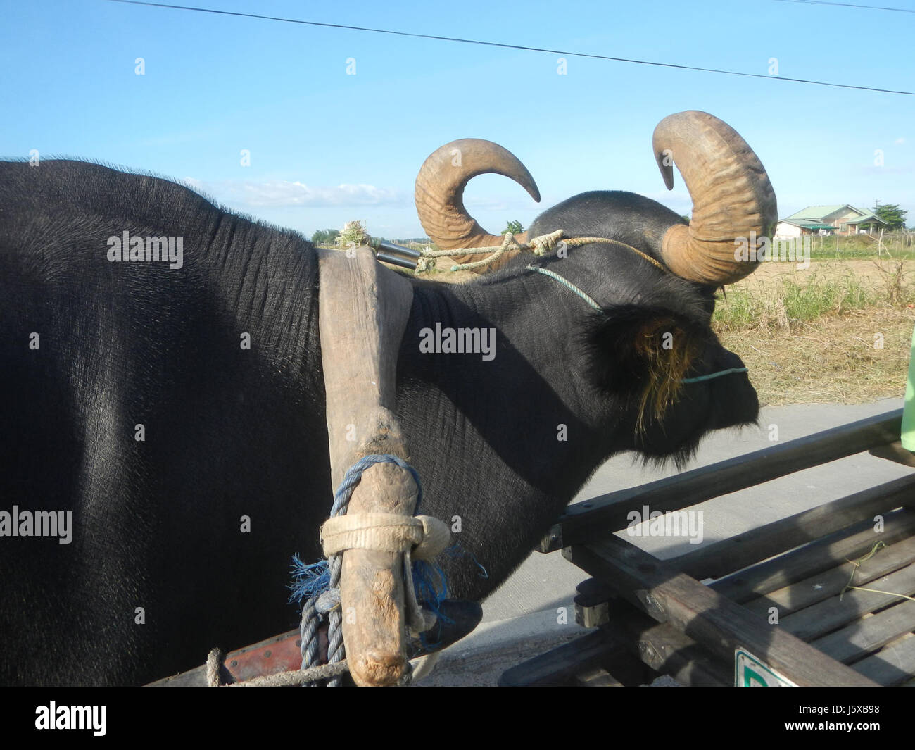 Carabao drawn hi-res stock photography and images - Alamy