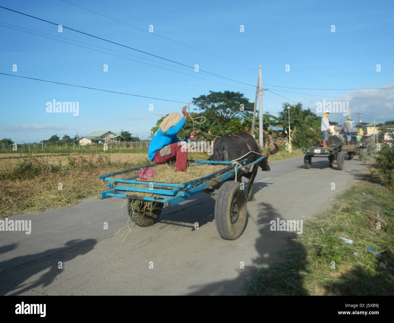 This image shows carabao-drawn wooden carts traveling along the roads ...