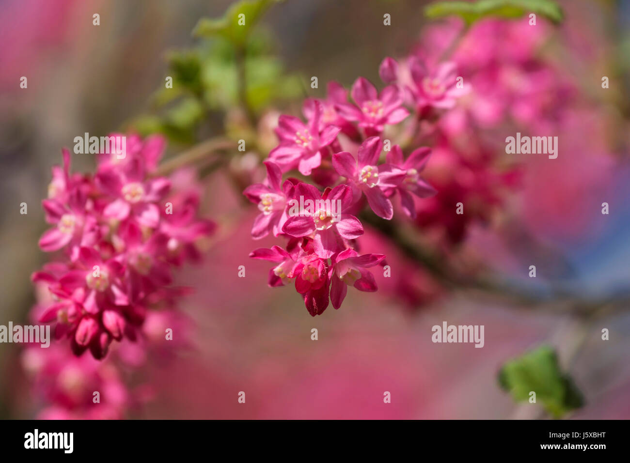 Currant, Flowering currant, Ribes sanguineum, Pink flowers growing ...