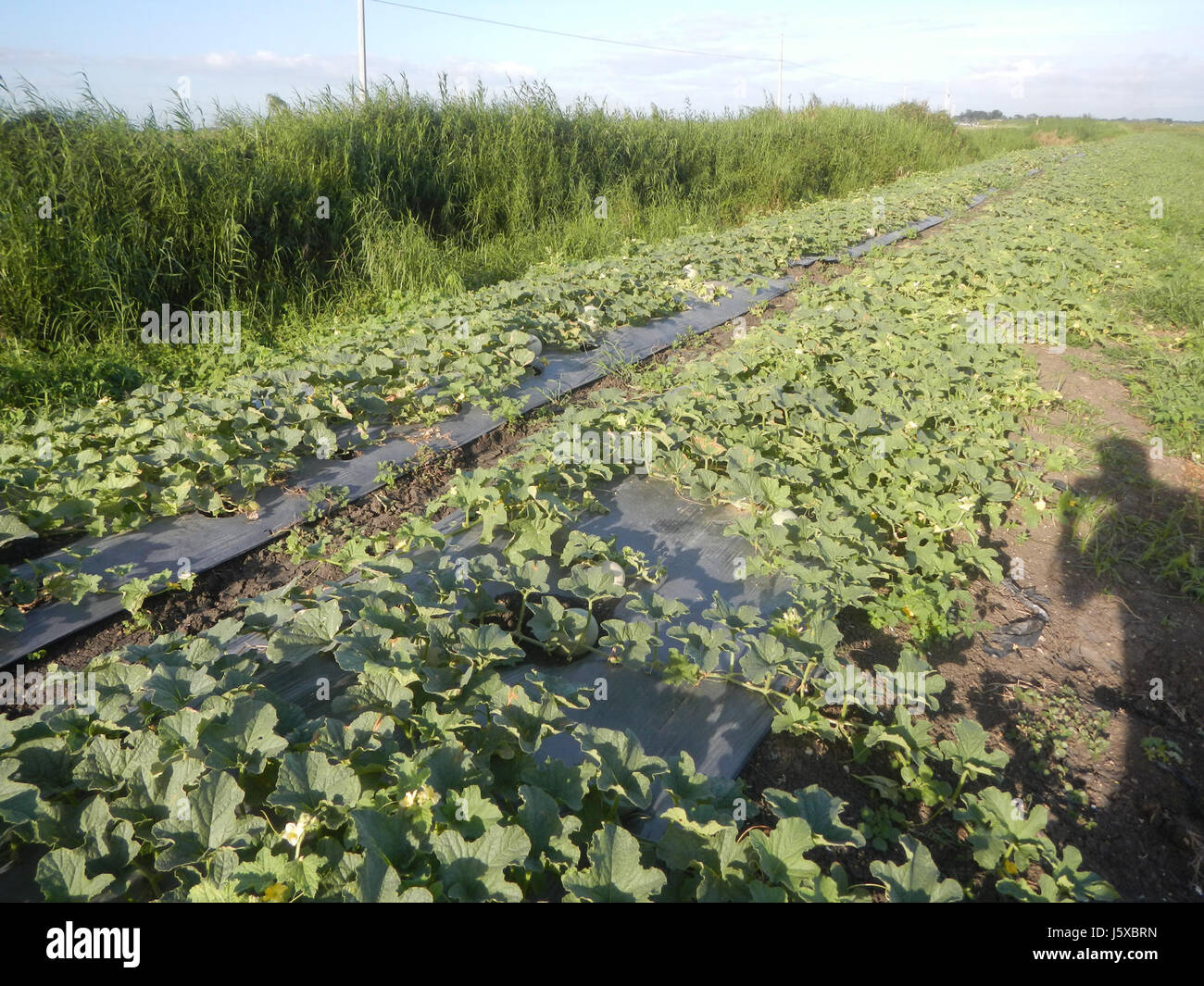 This image shows the agricultural fields of Magumbali in Candaba ...