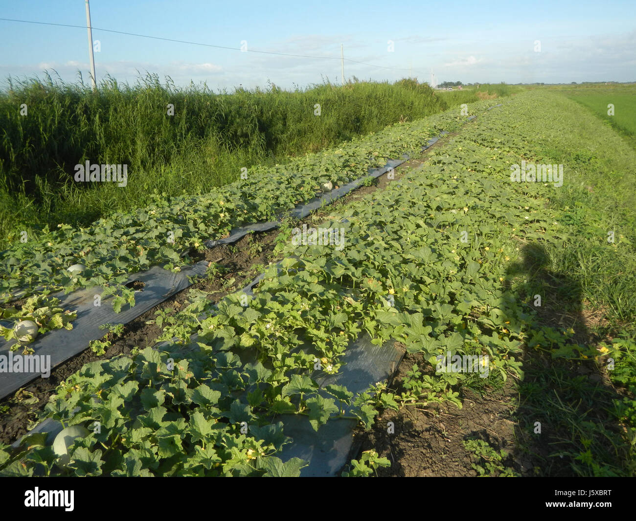 Major melon hi-res stock photography and images - Alamy