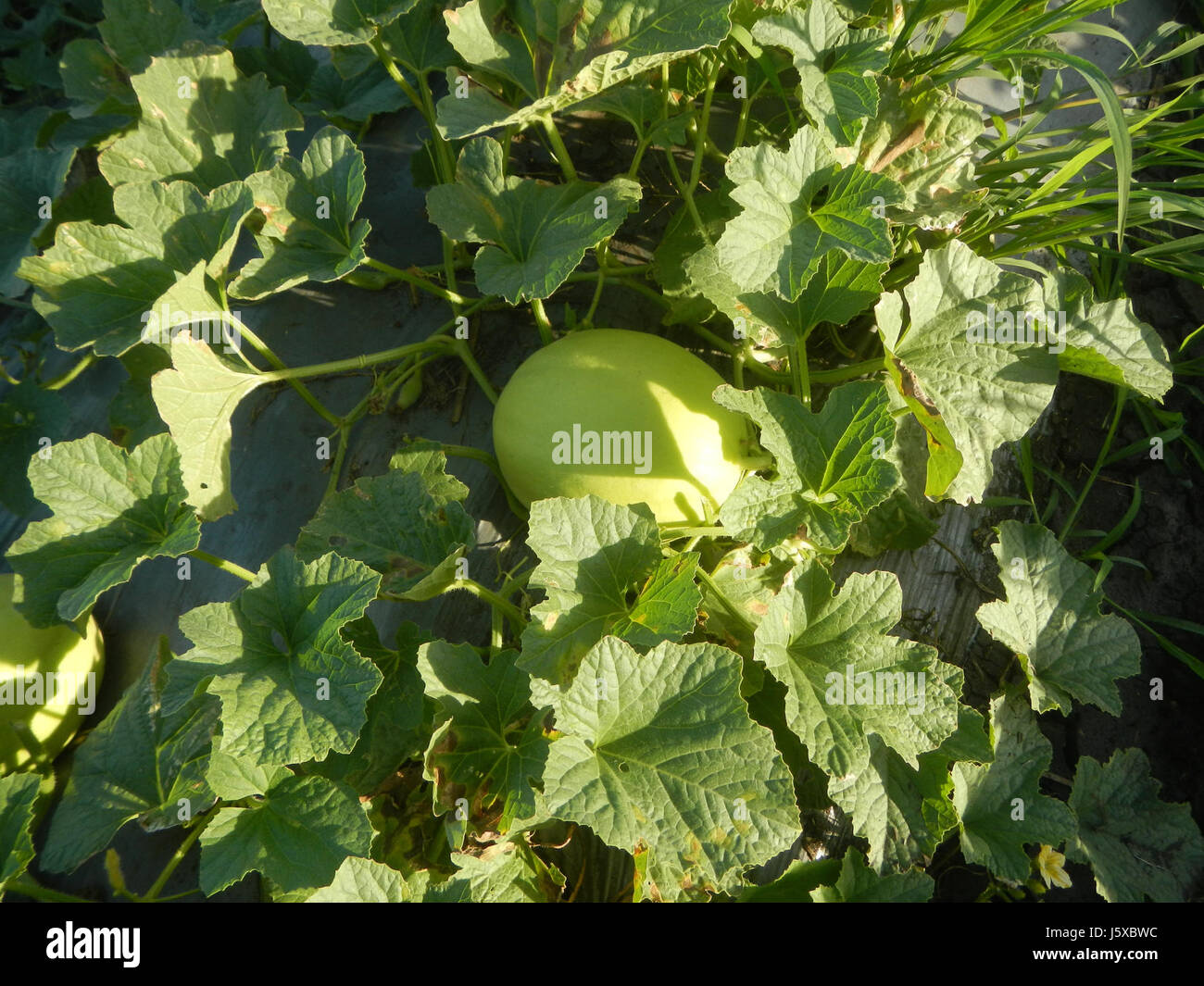 Yu chen hi-res stock photography and images - Alamy