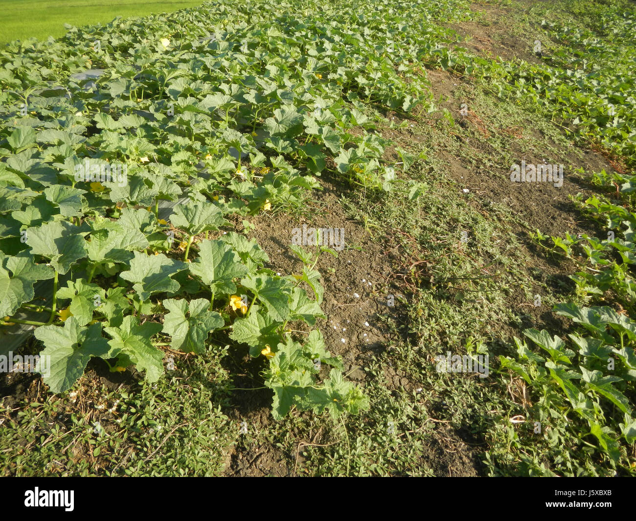 Wen chen hi-res stock photography and images - Alamy