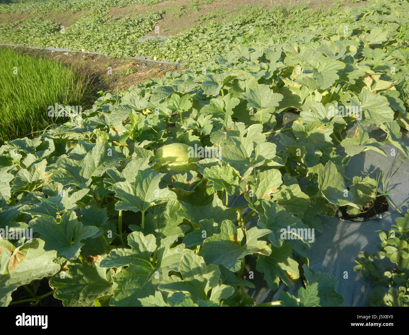 This image shows the Magumbali Fields in Candaba, Pampanga, Philippines ...