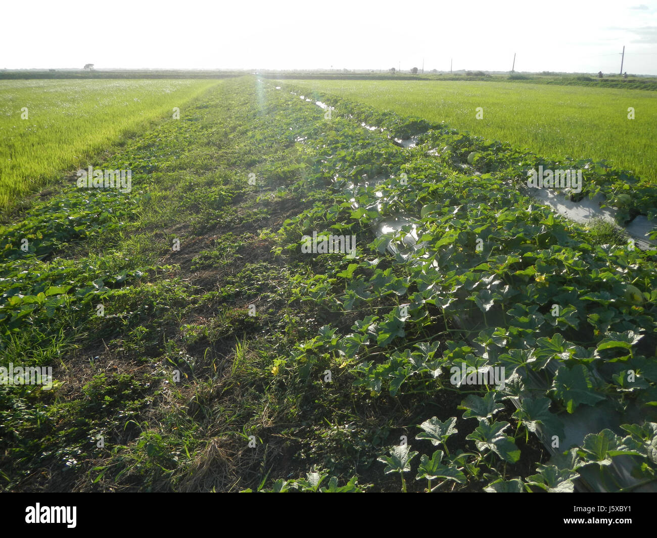 This image features the Magumbali Fields in Pampanga, showcasing the ...