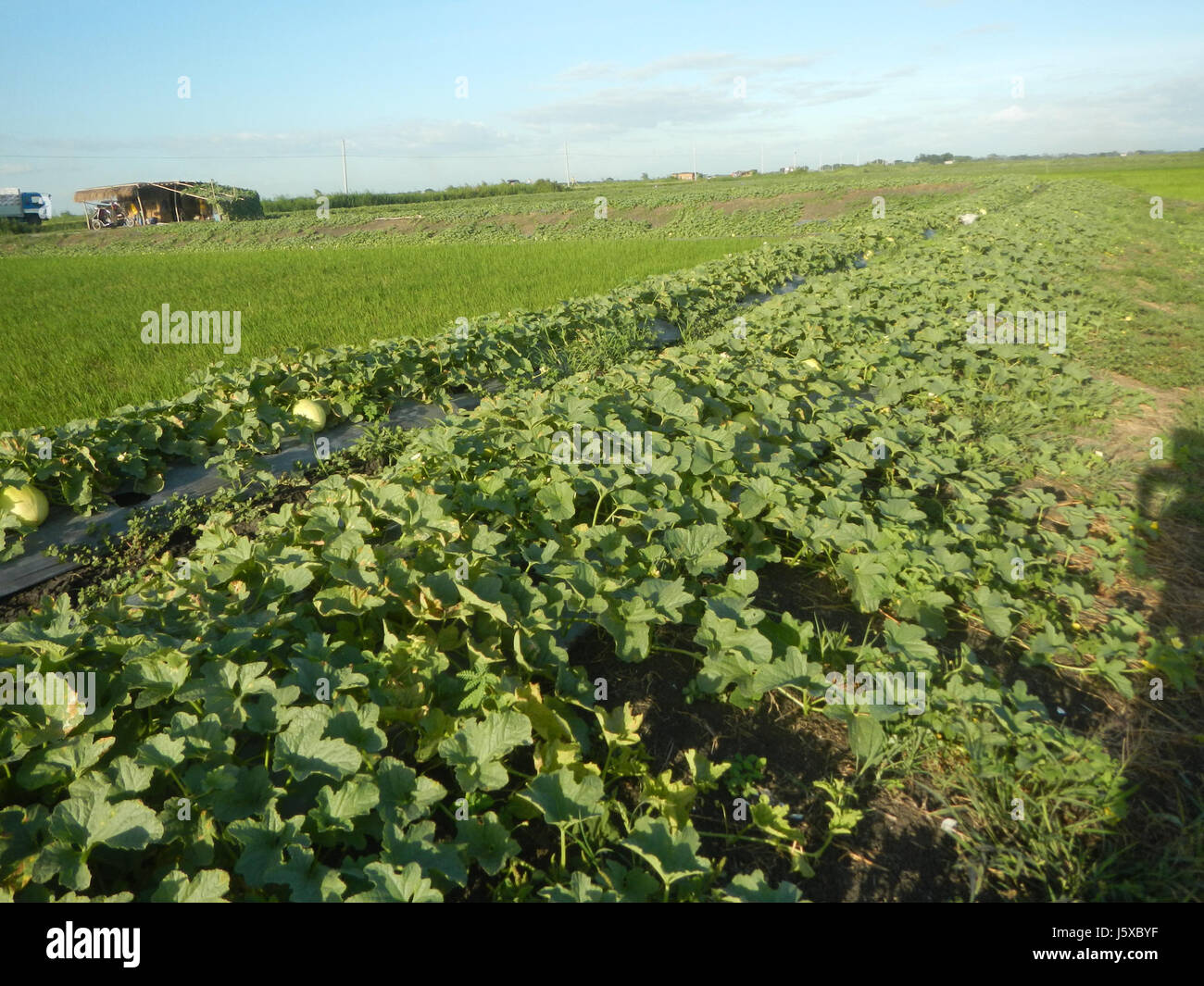 This image captures a scene from the Magumbali Fields in Pampanga ...