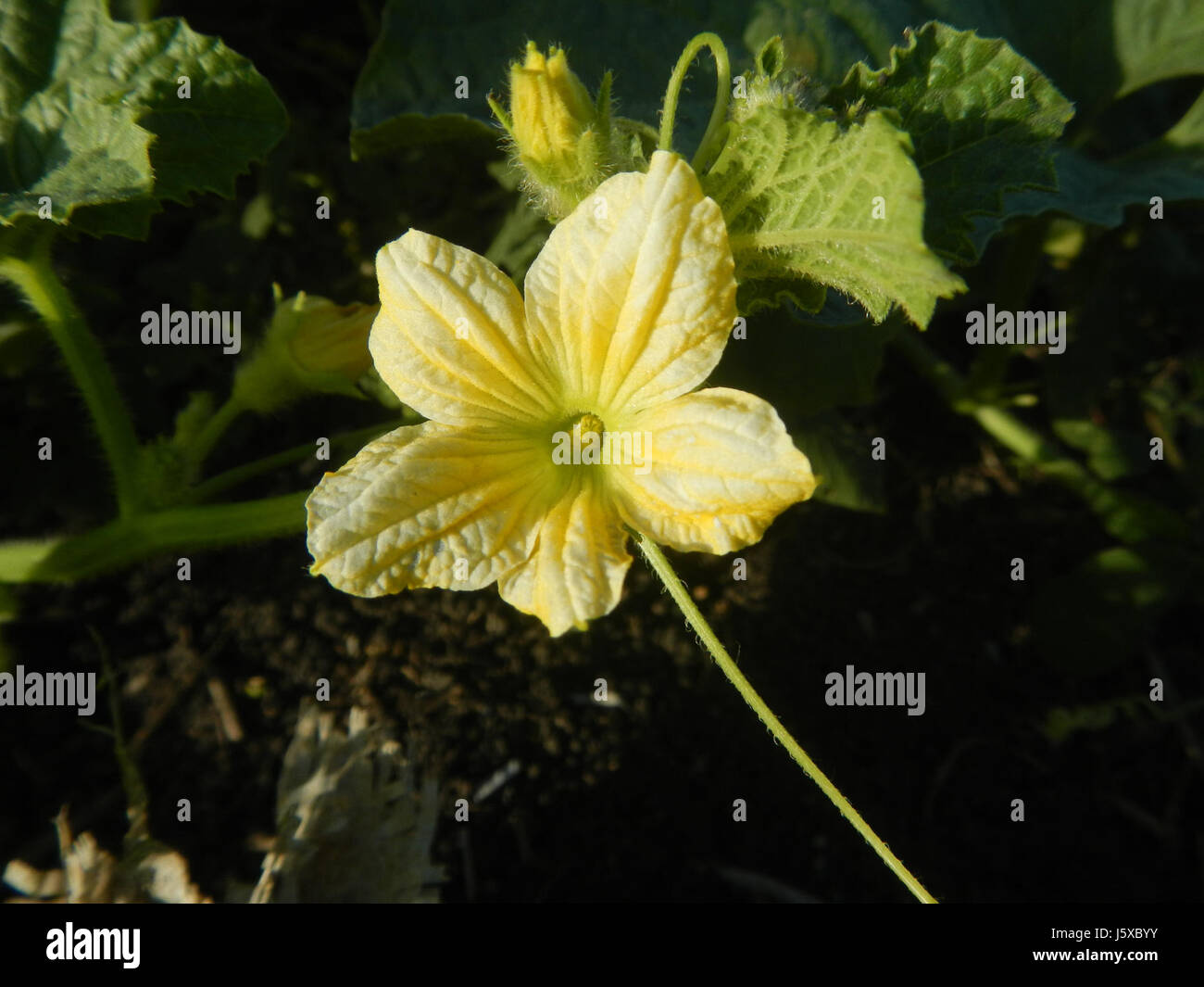 A photograph of the Magumbali fields in Candaba, Pampanga, showcasing ...