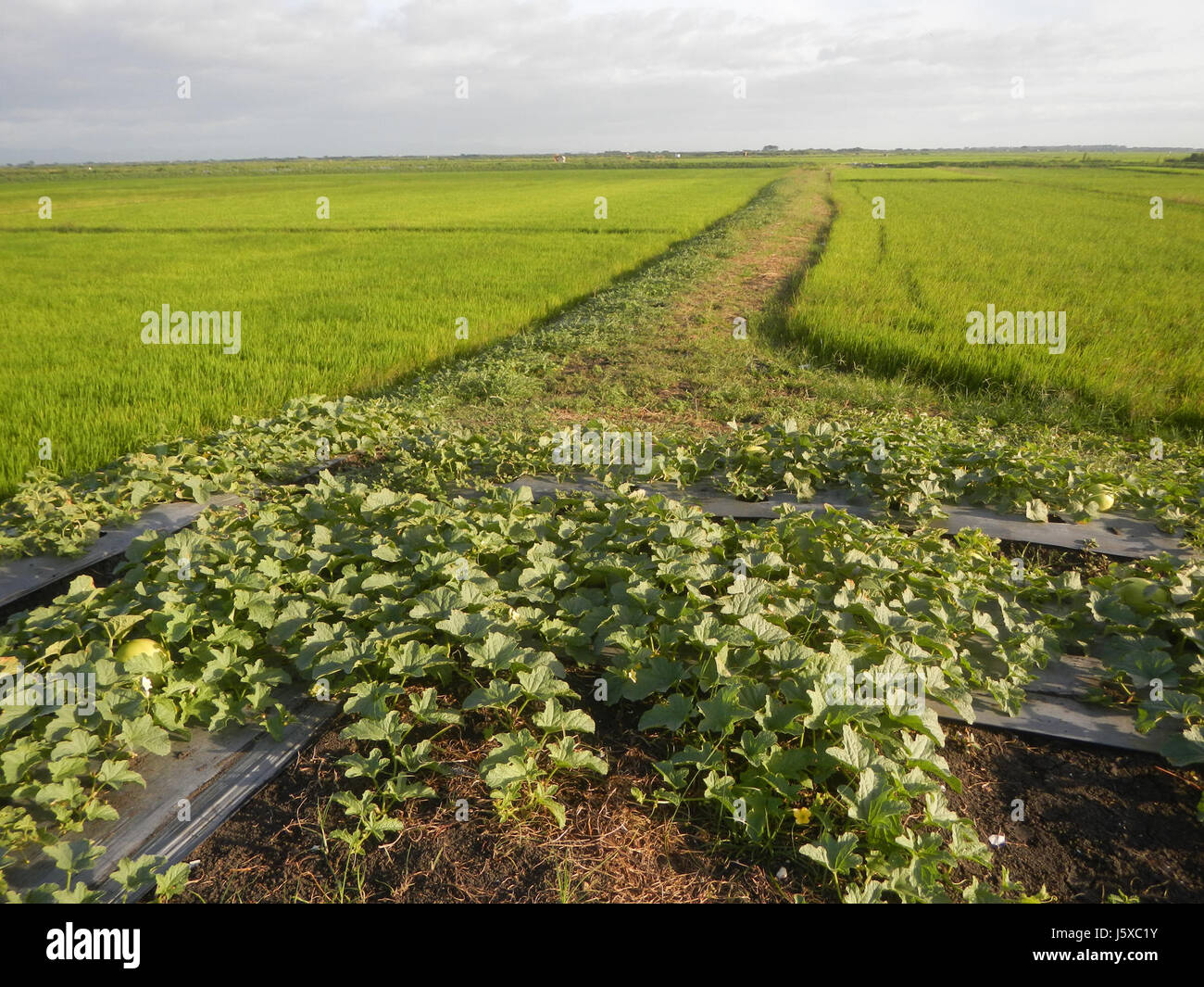 The image depicts agricultural fields in Candaba, Pampanga, with crops ...