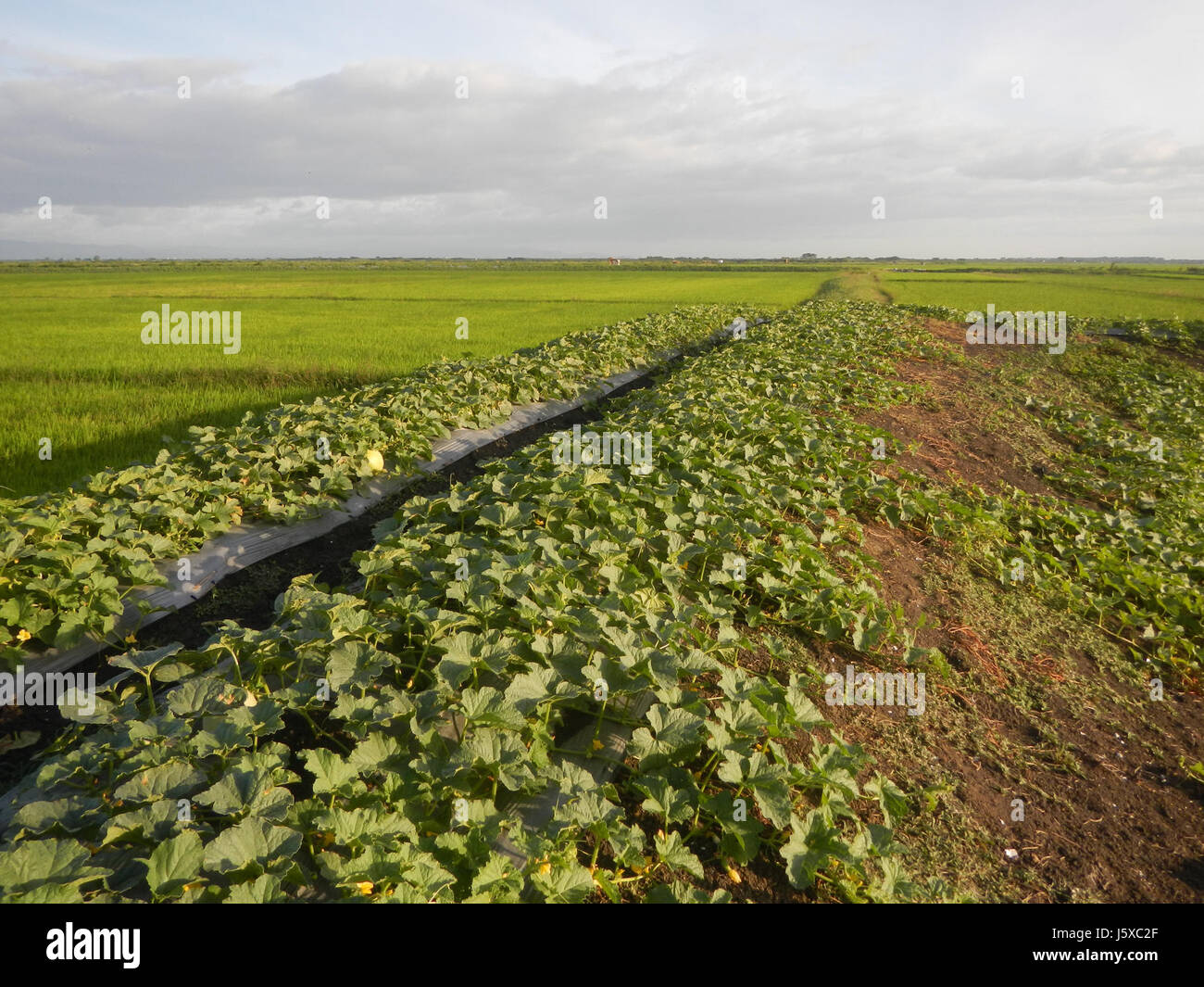 The Magumbali Fields, located in Candaba, Pampanga, feature ...