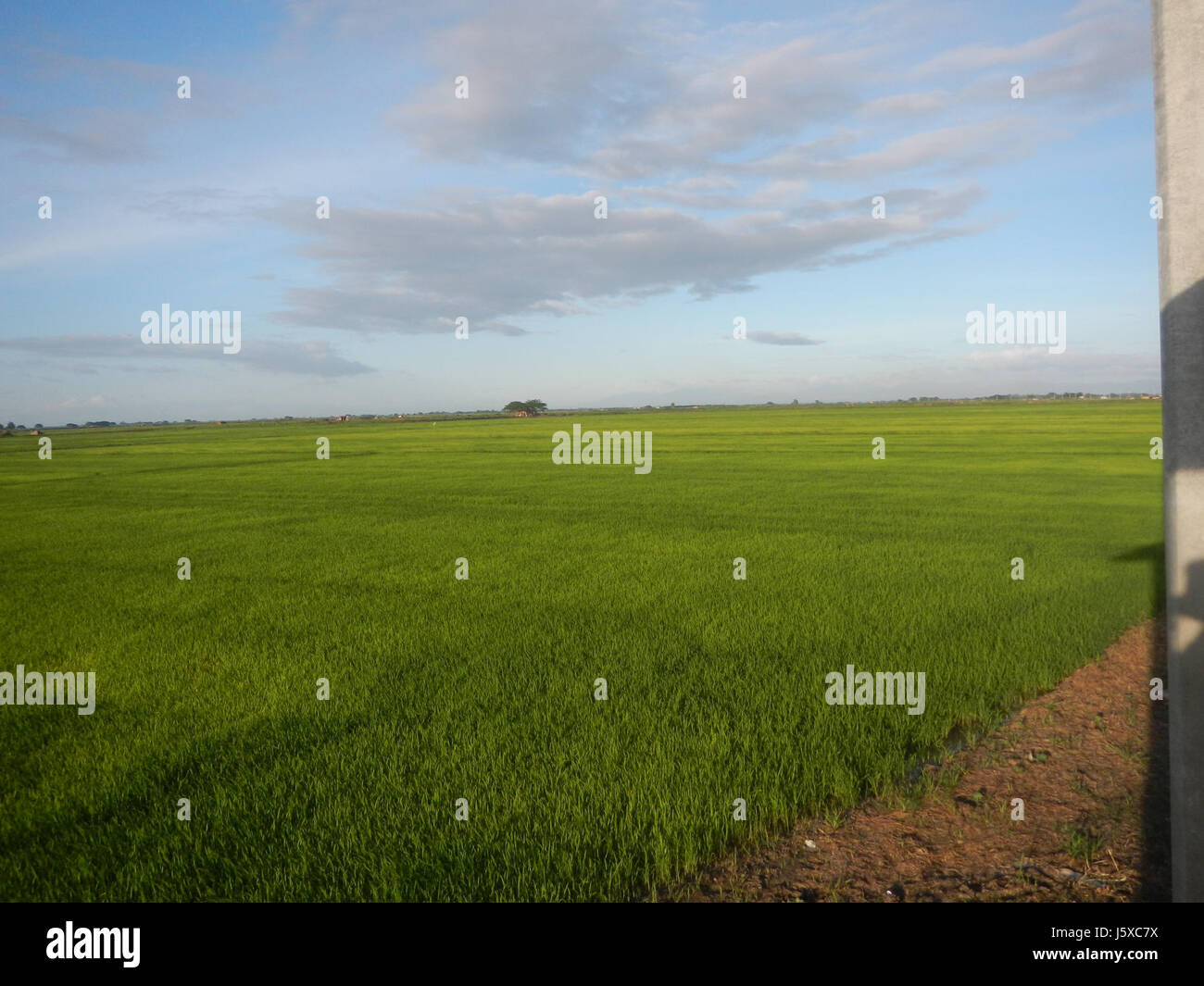 Magumbali Fields in Paralaya, Candaba, Pampanga, are known for their ...