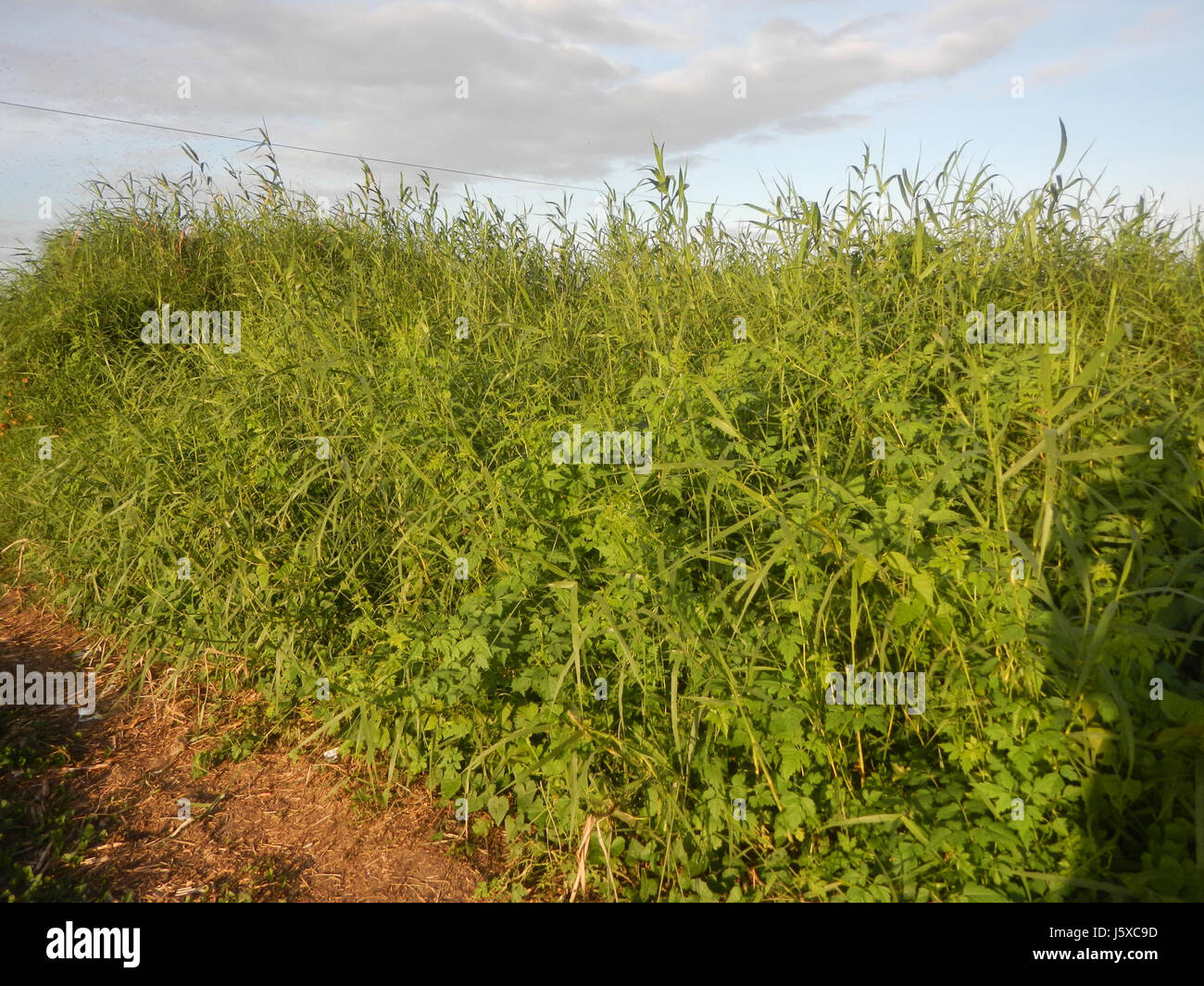 Magumbali Fields in Paralaya, Candaba, Pampanga, are part of the ...