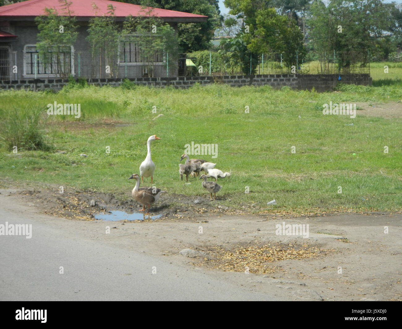 04863 Construction Sitio Palanas Bagong Barrio Pandi, Bulacan Farm ...