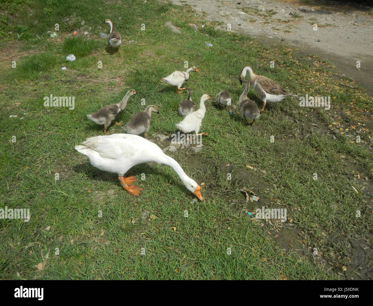 04995 Geese in the Philippines 02 Stock Photo - Alamy