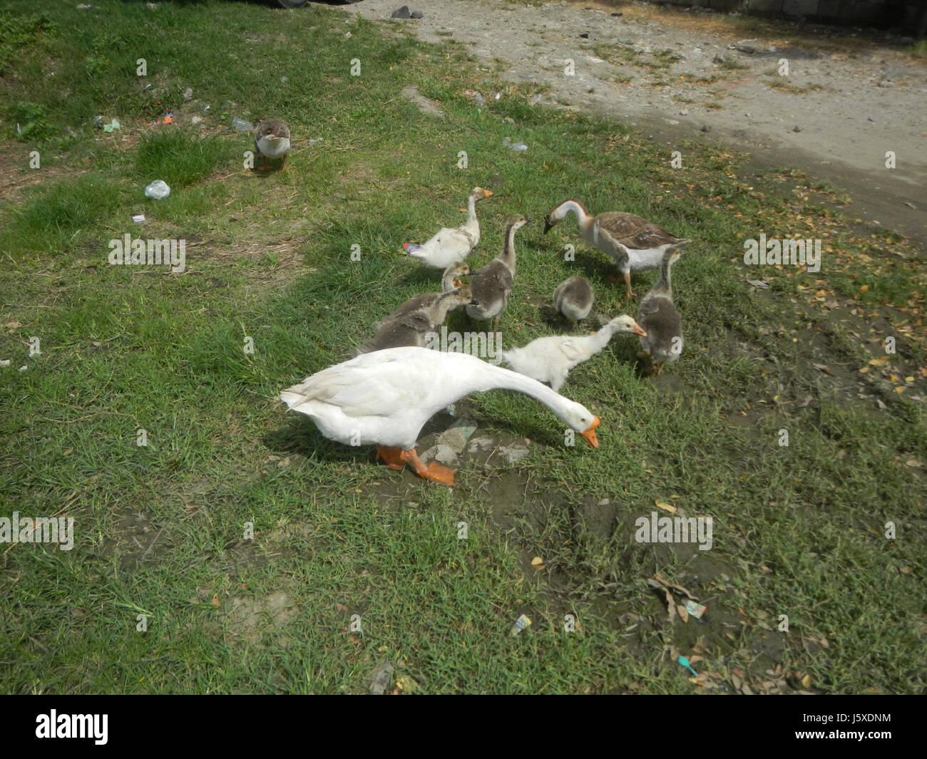 04995 Geese in the Philippines 03 Stock Photo - Alamy