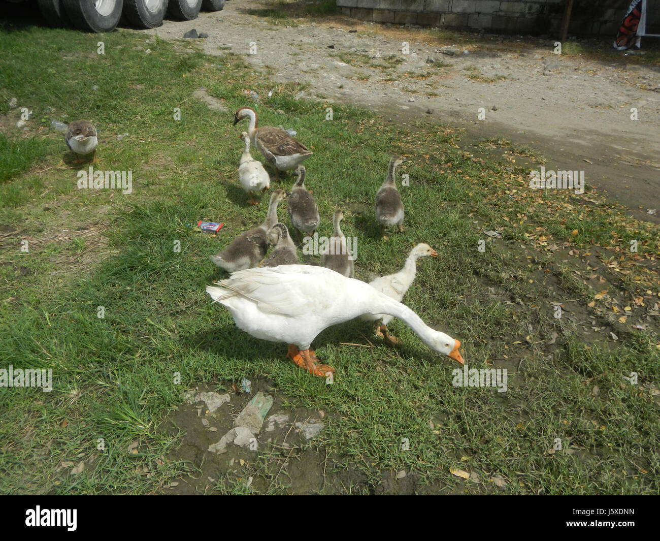 04995 Geese in the Philippines 04 Stock Photo - Alamy