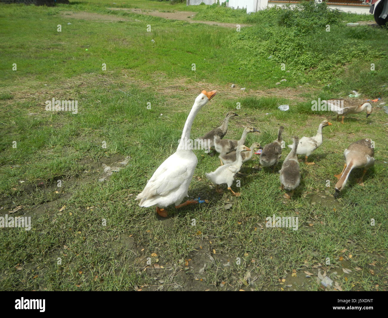 04995 Geese in the Philippines 07 Stock Photo - Alamy