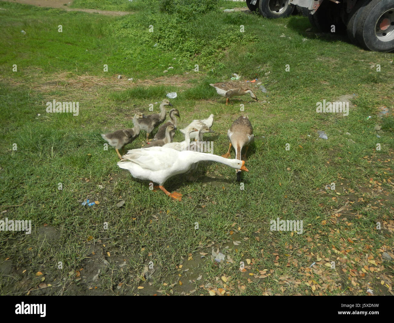 04995 Geese in the Philippines 08 Stock Photo - Alamy