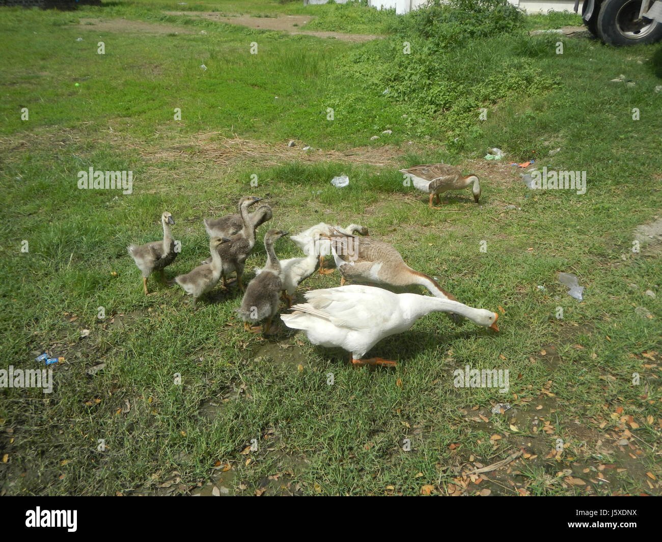 This image features a flock of geese in the Philippines, showcasing the ...