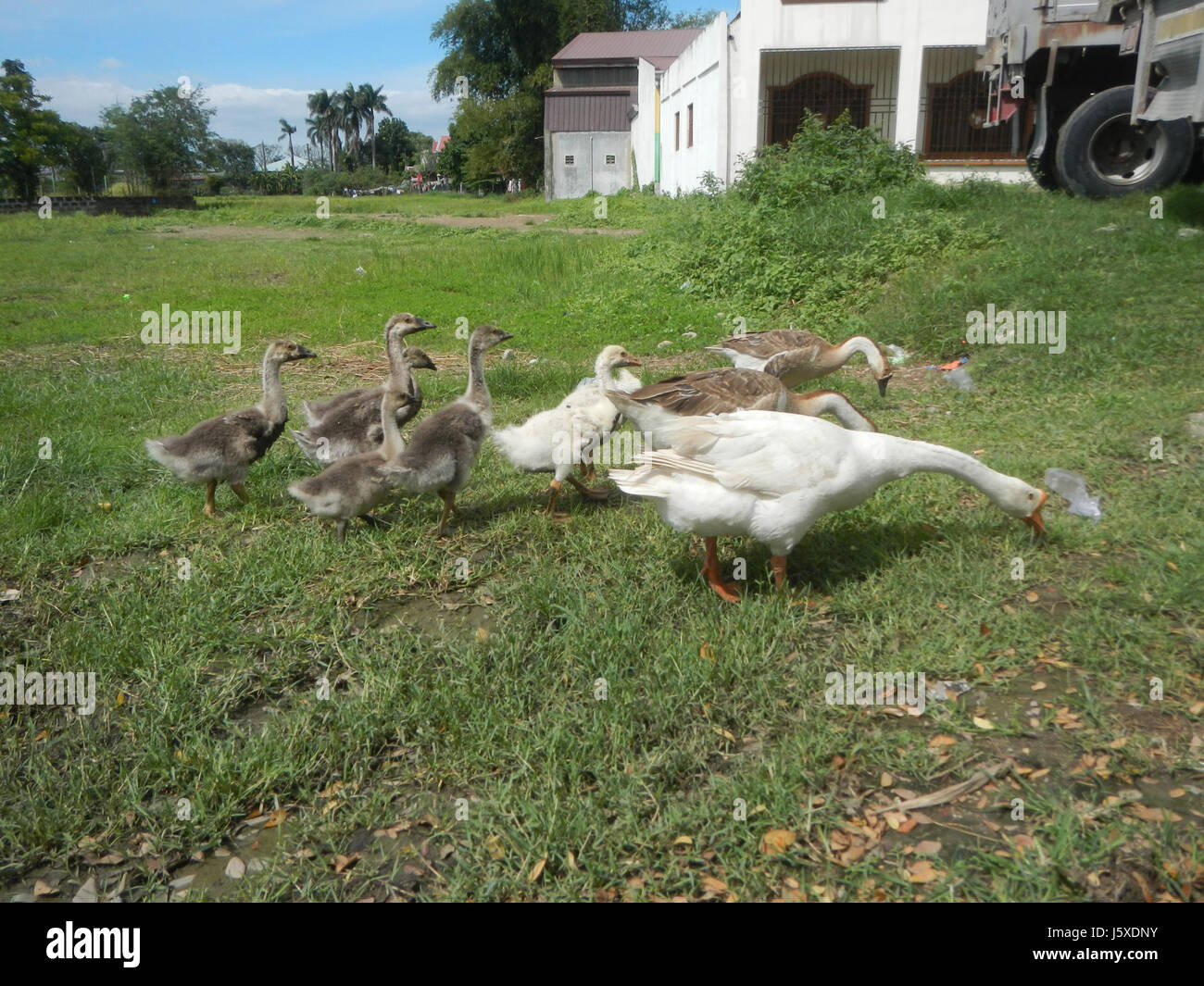 10 geese hi-res stock photography and images - Alamy