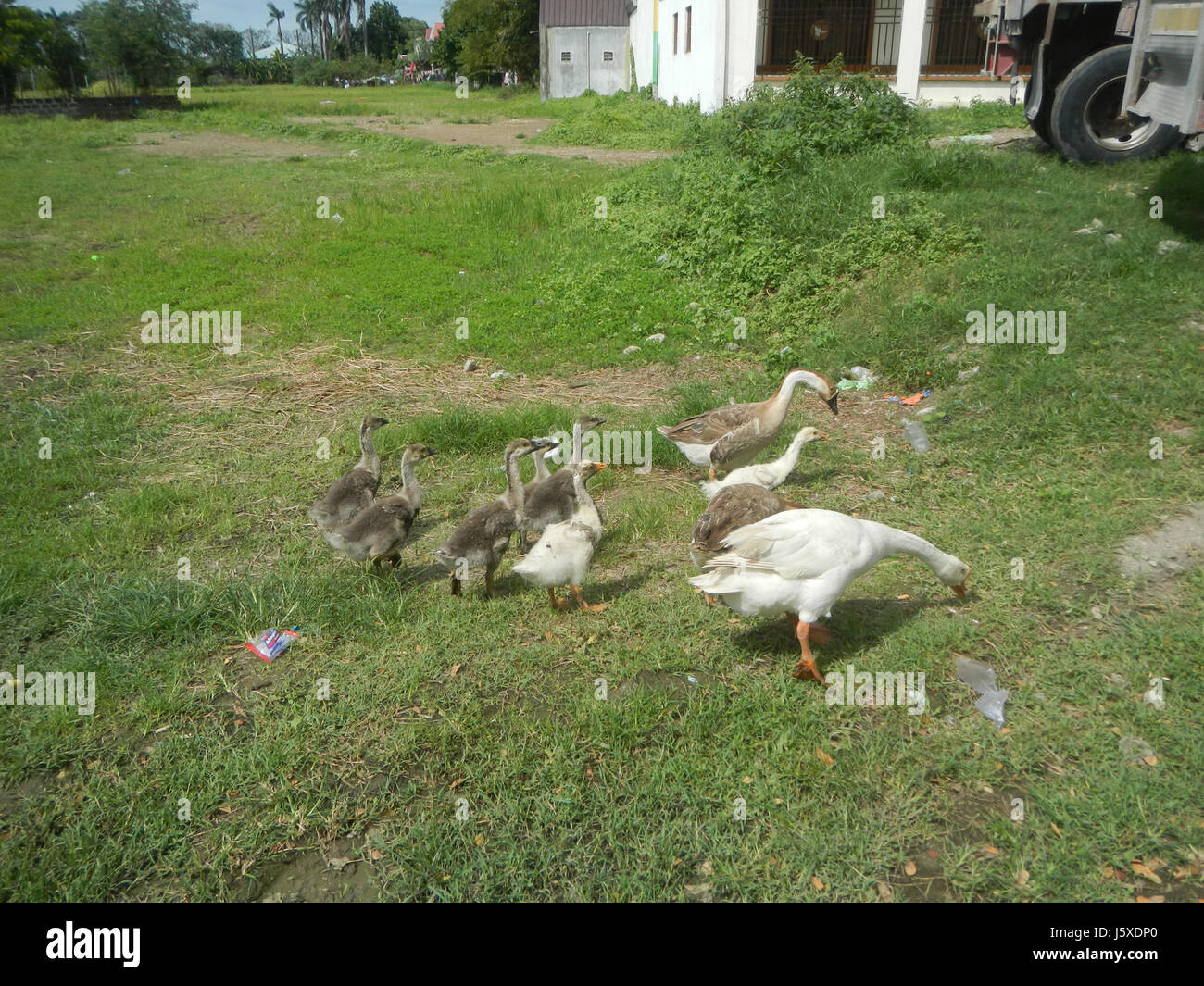 04995 Geese in the Philippines 11 Stock Photo - Alamy
