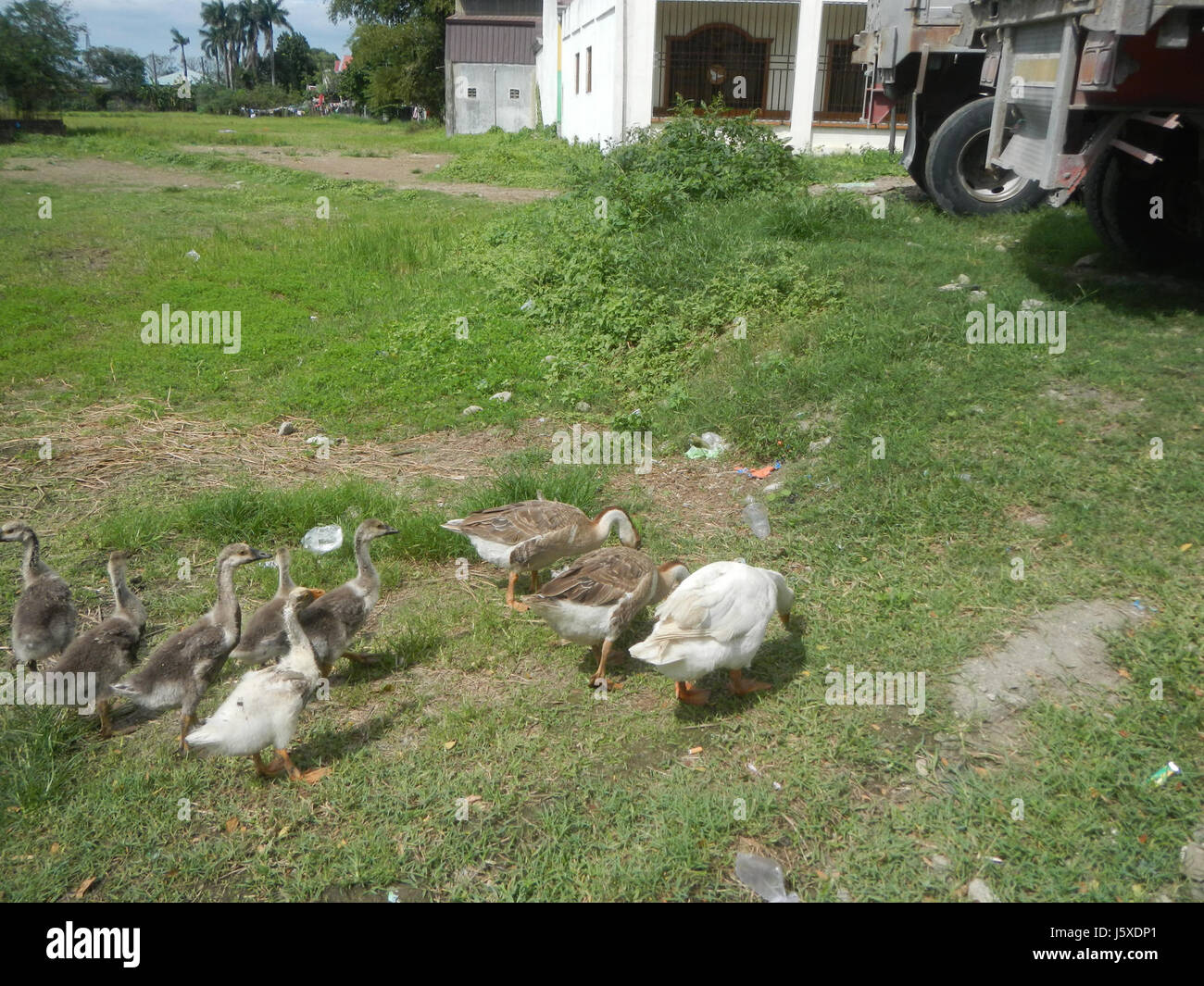 04995 Geese in the Philippines 12 Stock Photo - Alamy