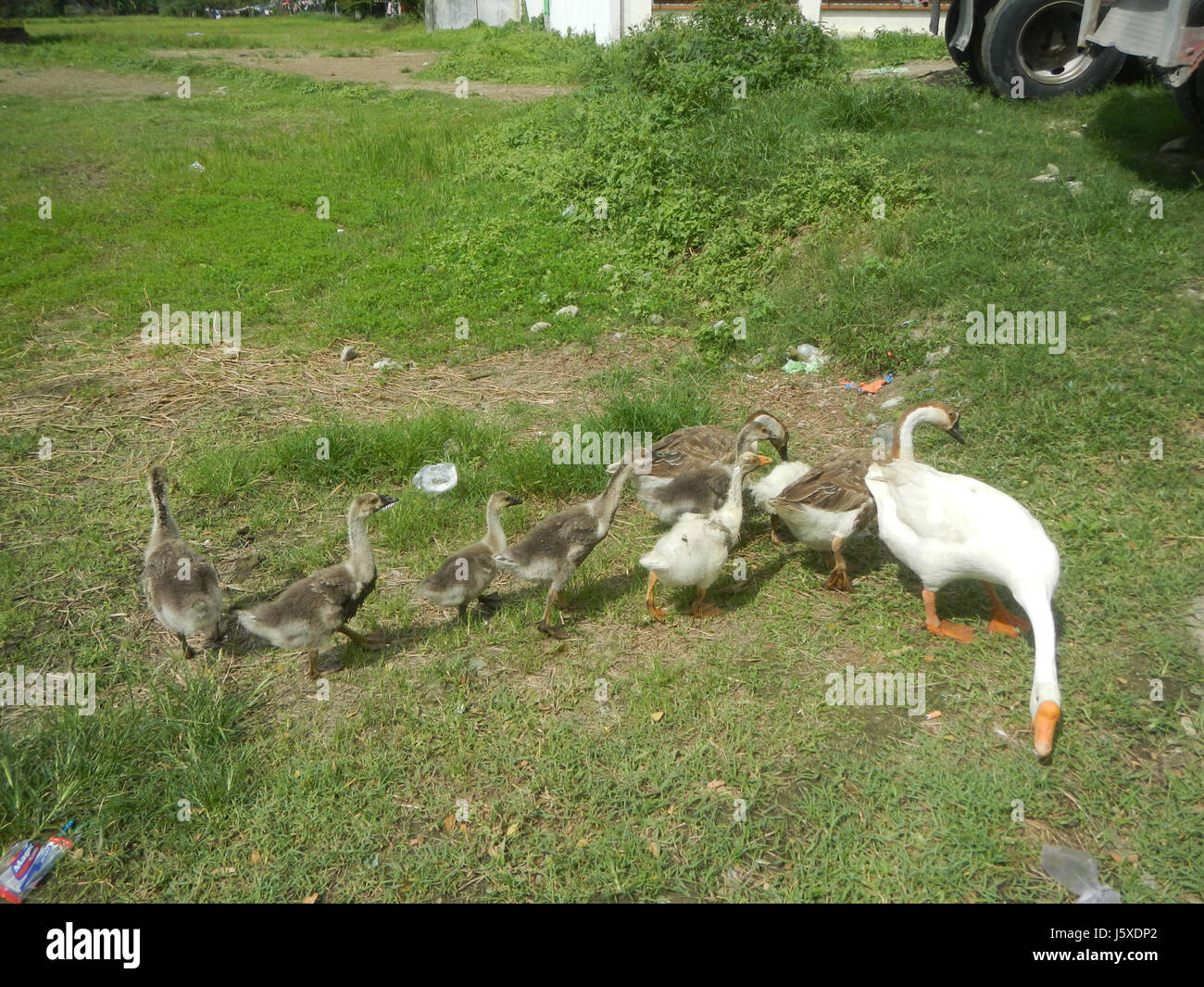 04995 Geese in the Philippines 13 Stock Photo - Alamy