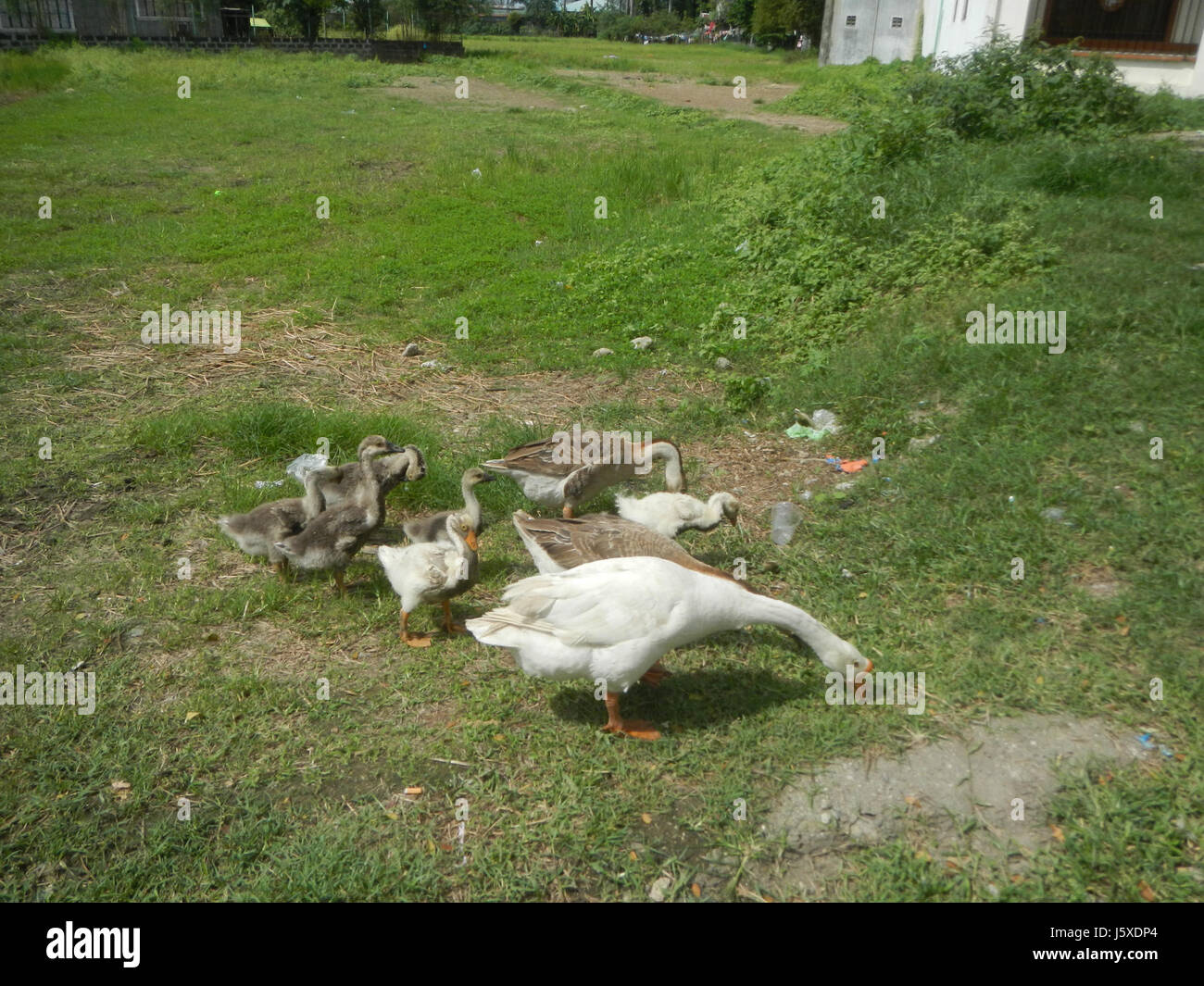 04995 Geese in the Philippines 15 Stock Photo - Alamy