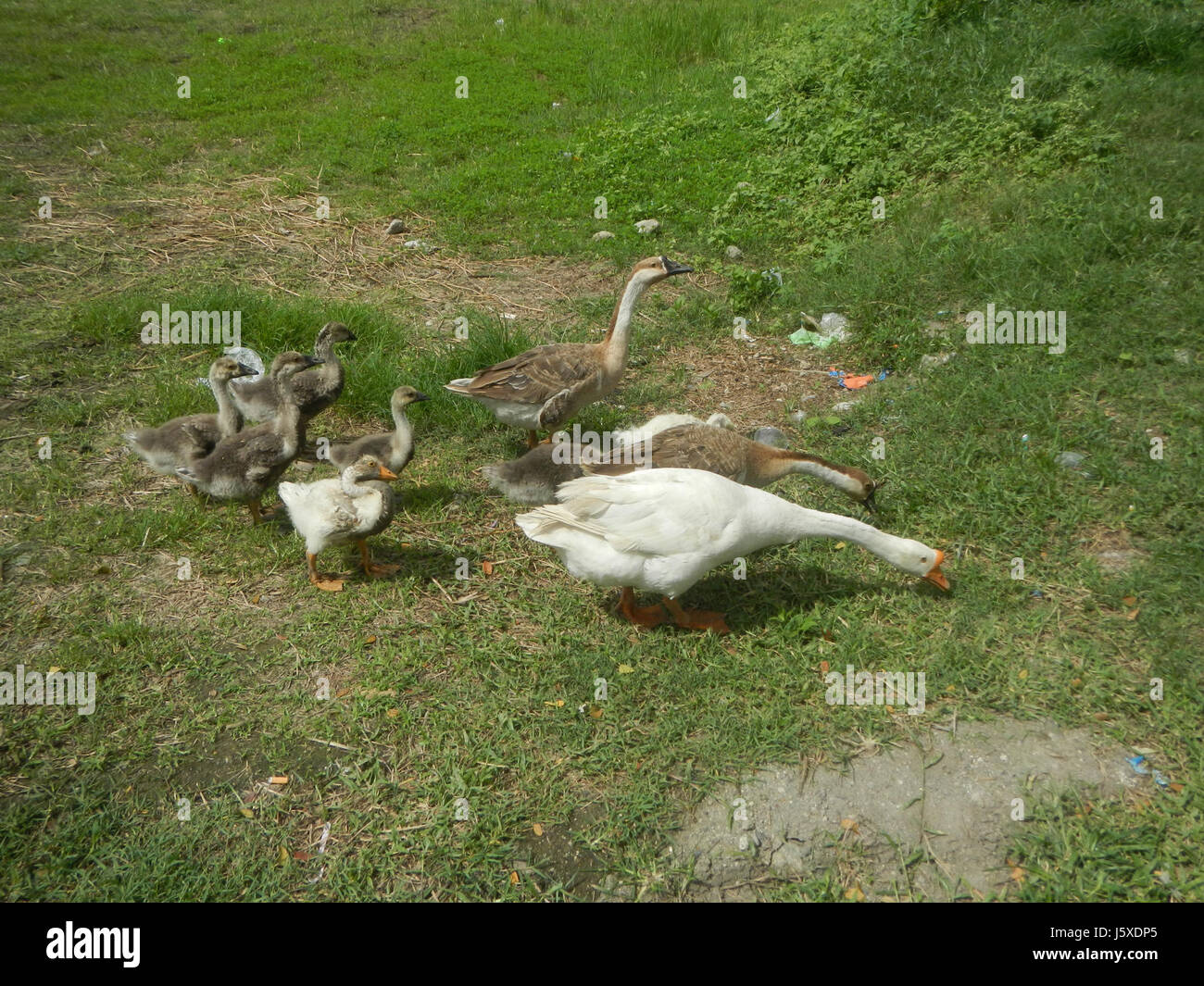 04995 Geese in the Philippines 16 Stock Photo - Alamy