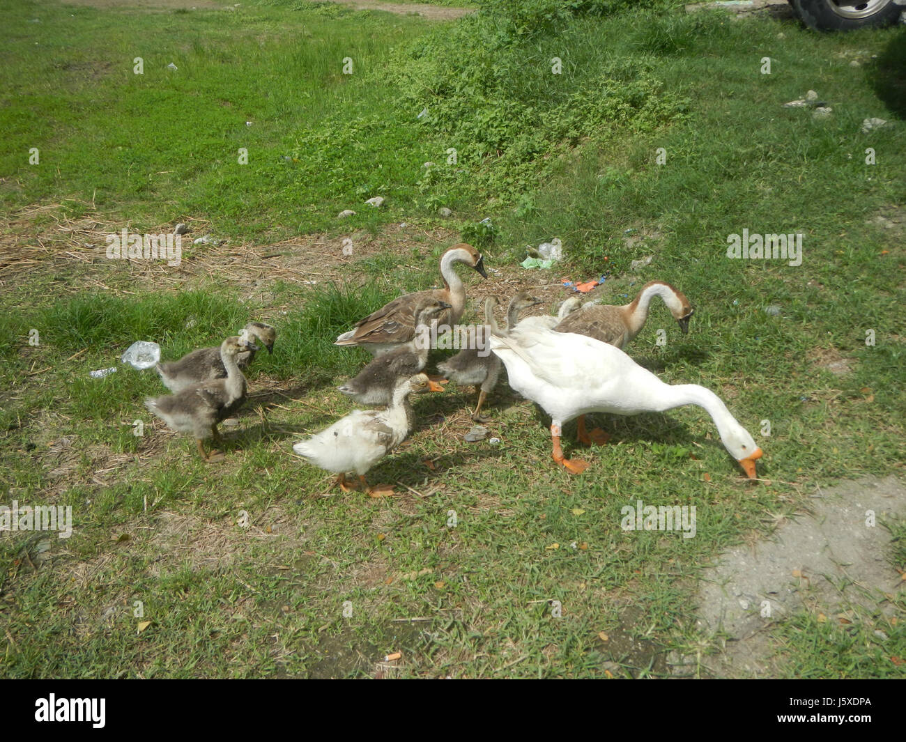 04995 Geese in the Philippines 17 Stock Photo - Alamy
