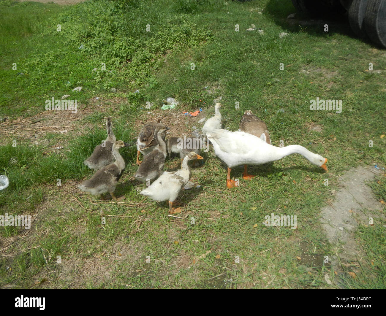 04995 Geese in the Philippines 19 Stock Photo - Alamy