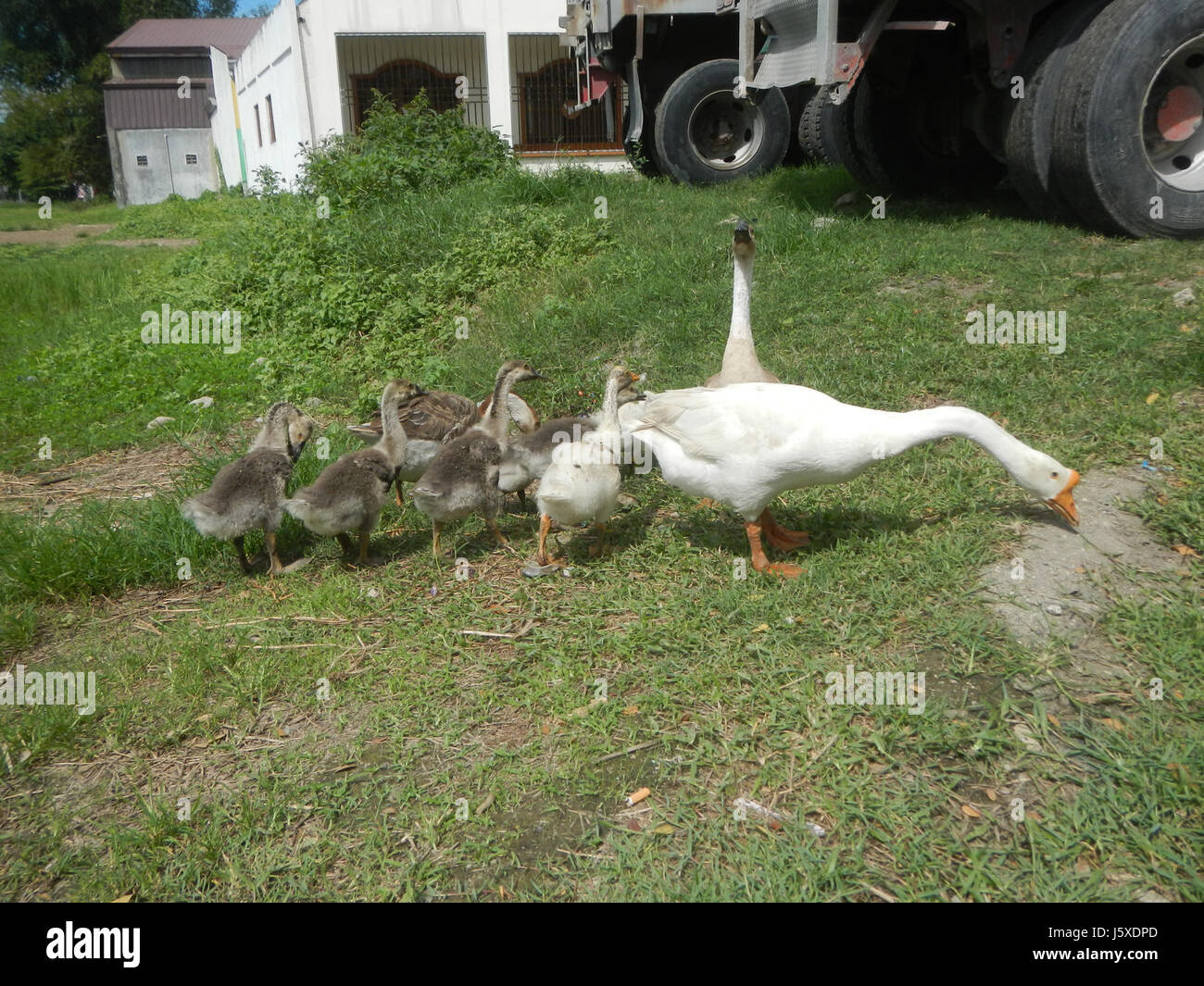 20 geese hi-res stock photography and images - Alamy