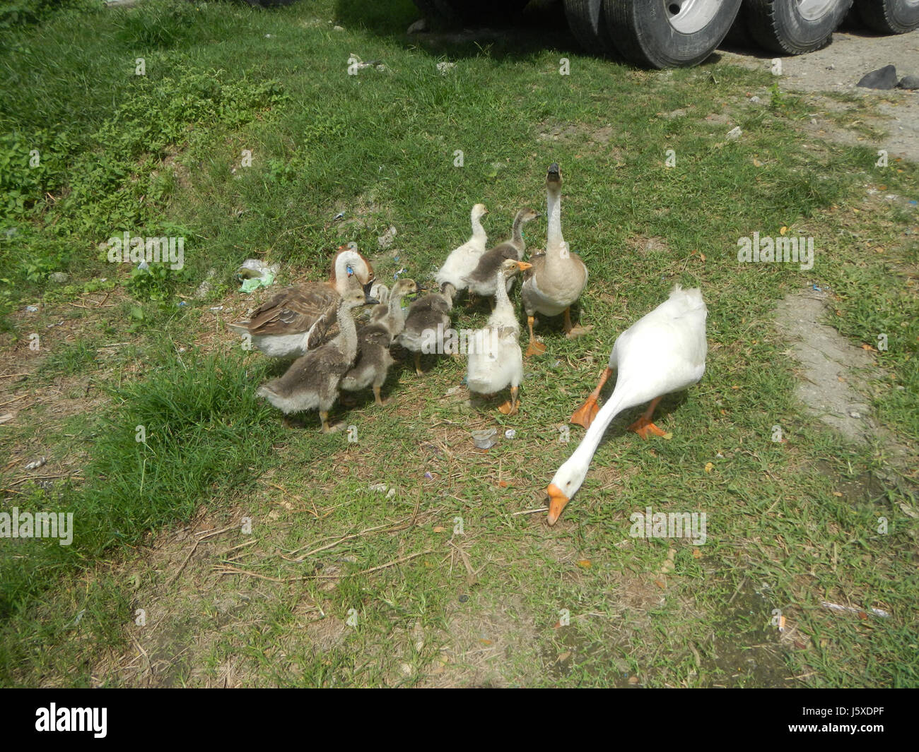 04995 Geese in the Philippines 21 Stock Photo - Alamy