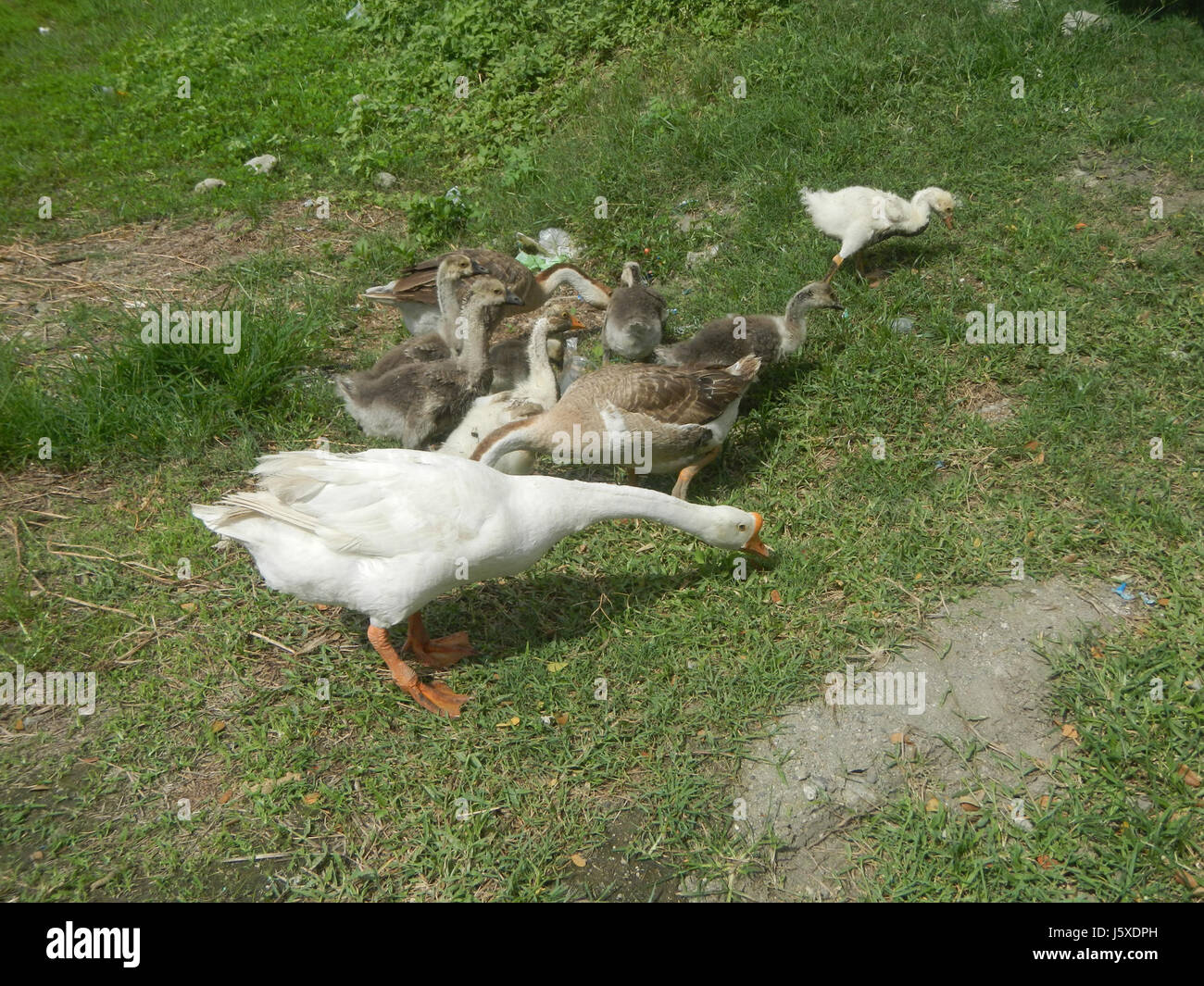 04995 Geese in the Philippines 23 Stock Photo - Alamy