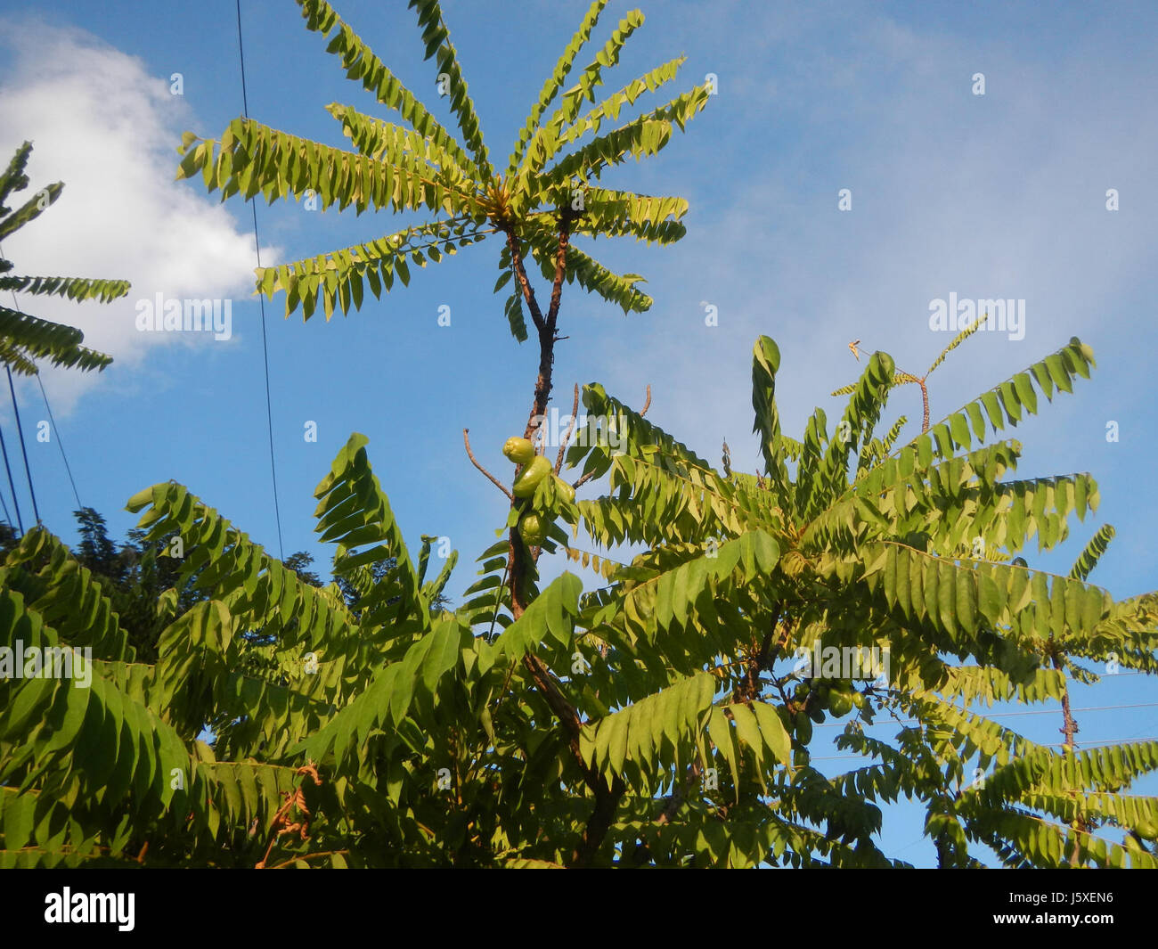 Averrhoa bilimbi, commonly known as the bilimbi or cucumber tree, is a ...