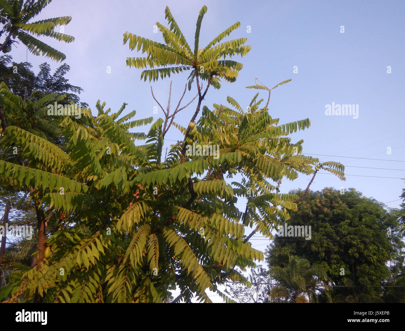 The *Averrhoa bilimbi*, commonly known as bilimbi or cucumber tree, is ...