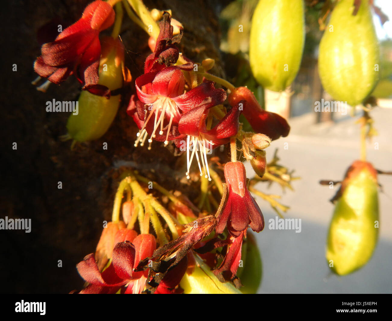 Averrhoa bilimbi, known as bilimbi, is a tropical fruit-bearing tree ...