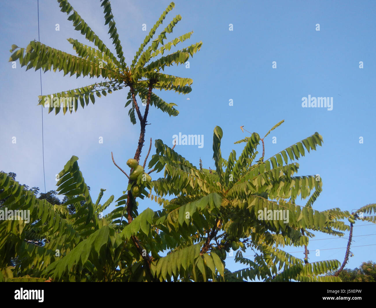 Bilimbi fruit bearing tree hi-res stock photography and images - Alamy