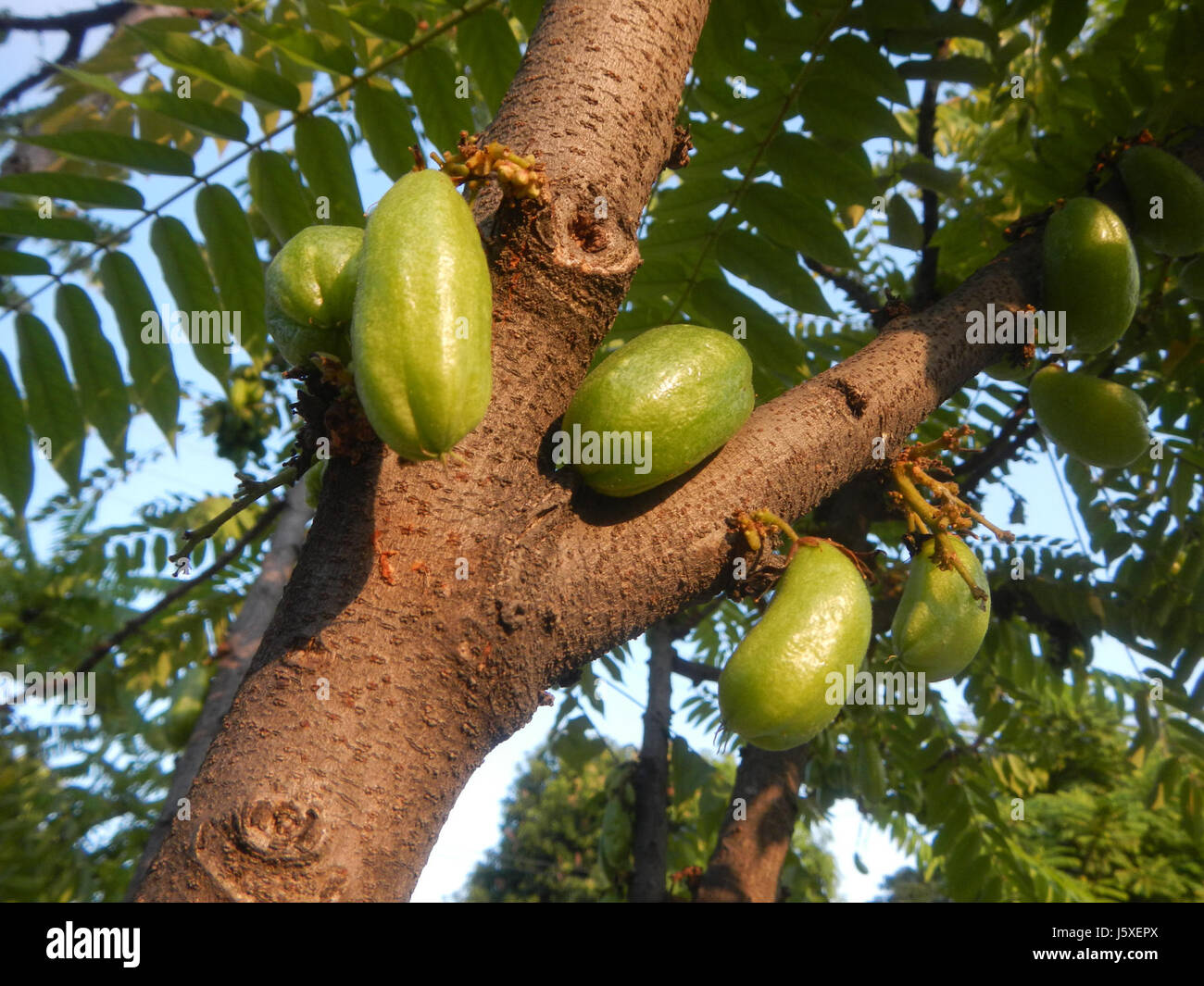 Fruit bearing species hi-res stock photography and images - Alamy