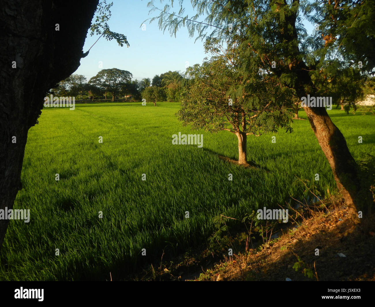 This image depicts the rural landscape of Sabang, Baliuag, Bulacan ...