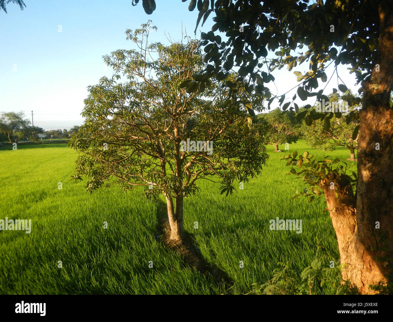 This image shows the rural landscape of Sabang, Baliuag, Bulacan, with ...