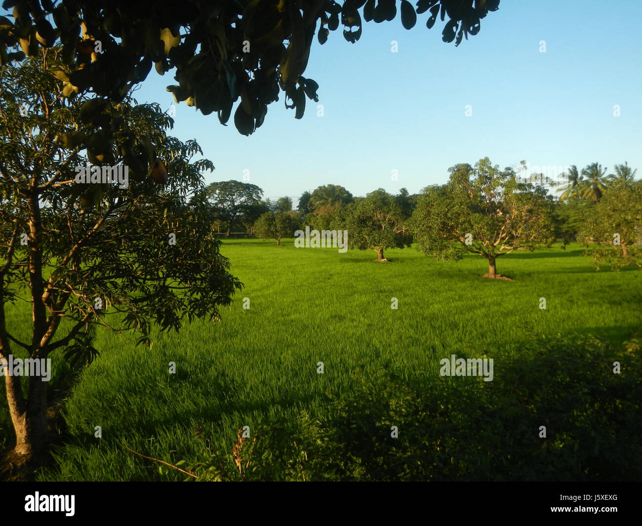The scene captures the rural landscape of Sabang, Baliuag, Bulacan ...