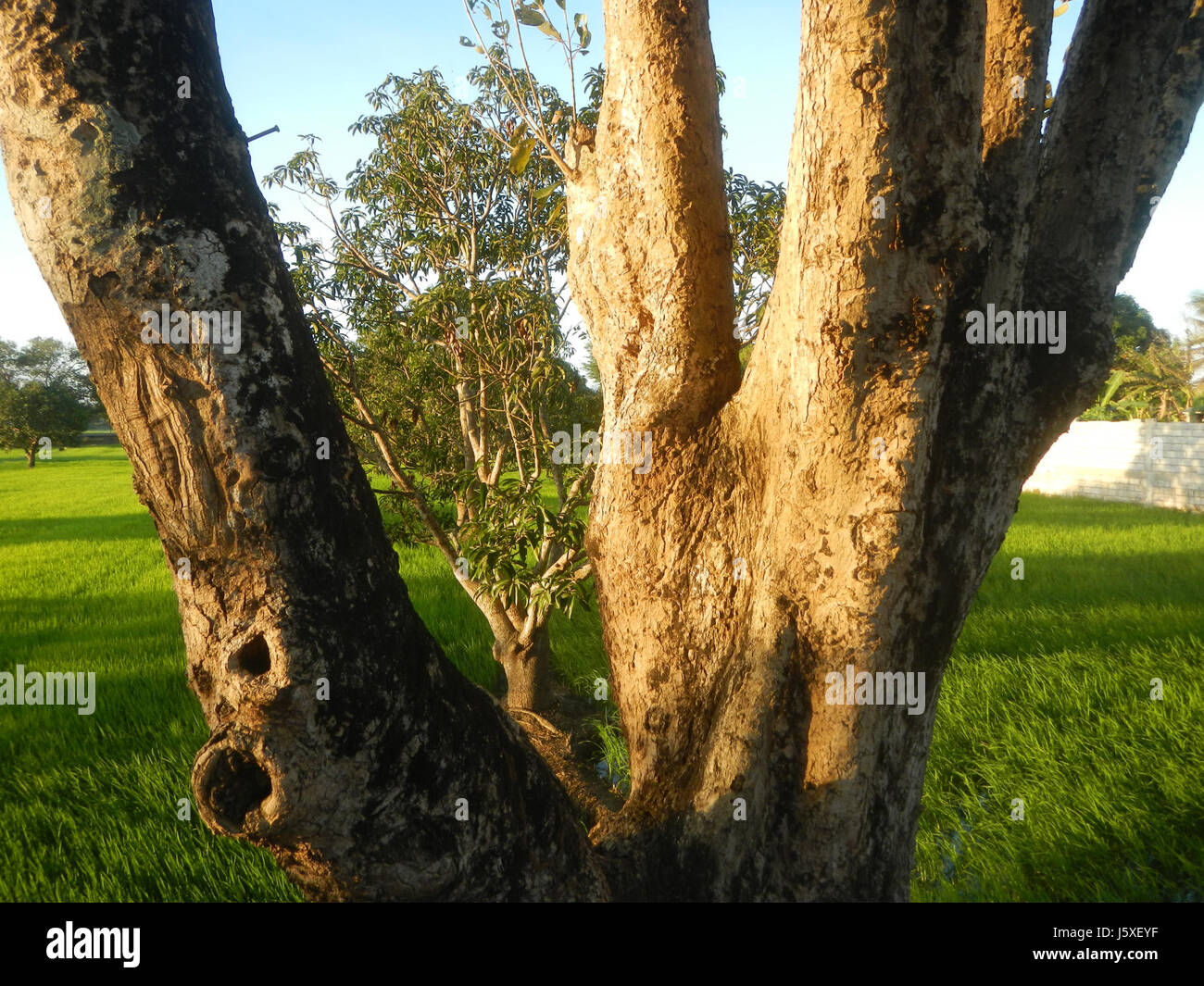 The image depicts paddy fields, grasslands, and trees along with houses ...