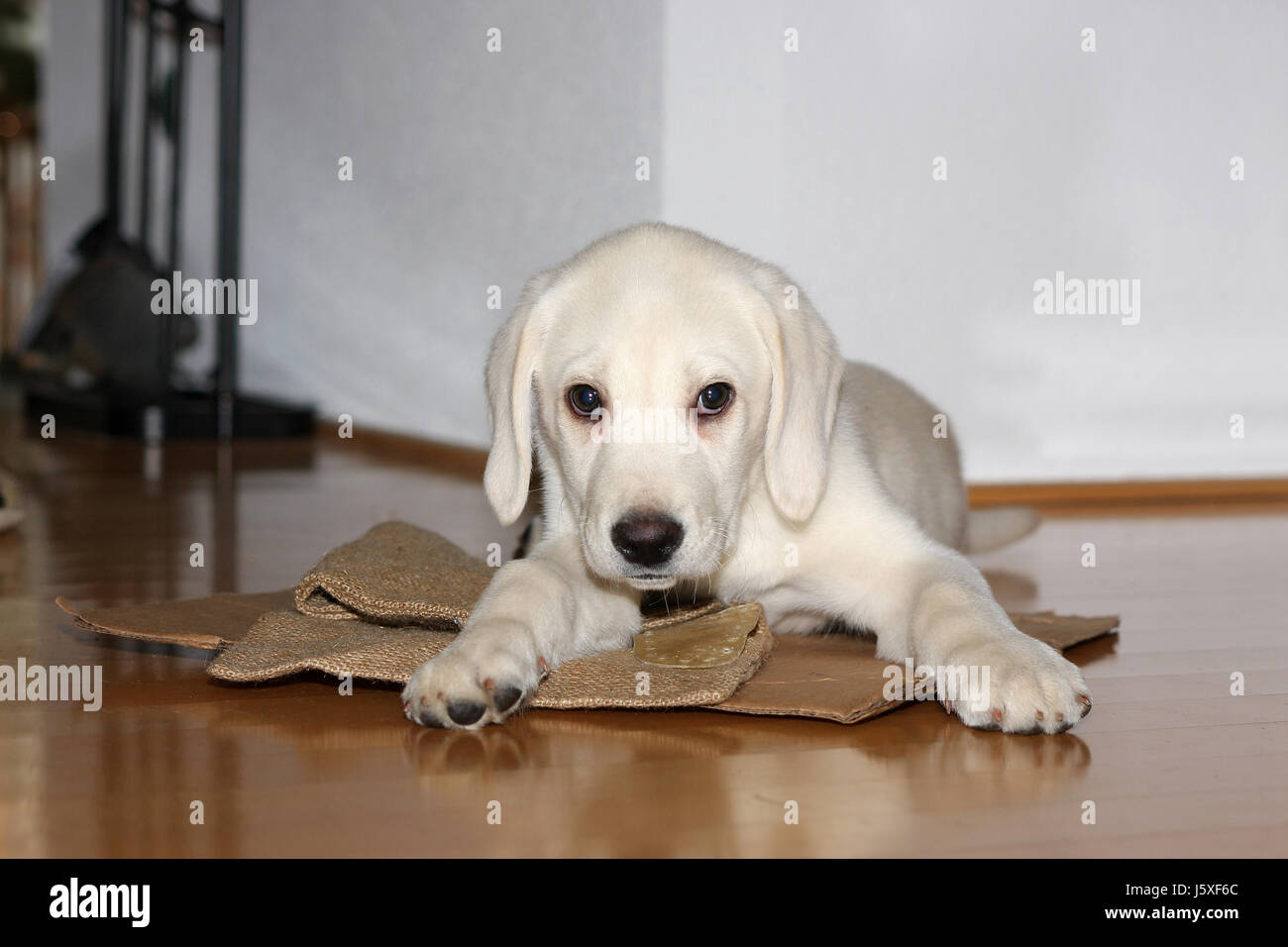 Labrador breeding hi-res stock photography and images - Alamy