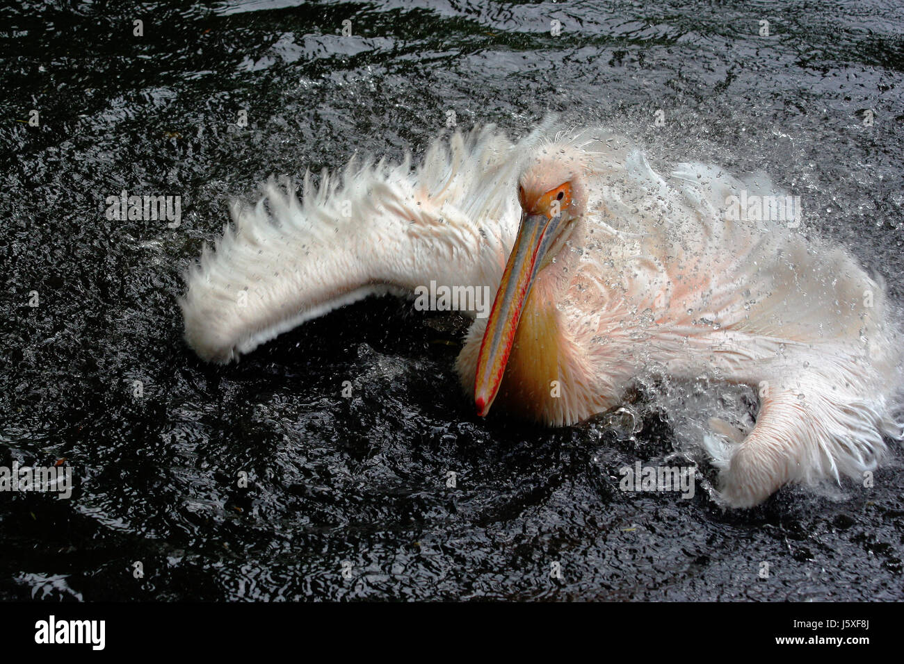 animal bird birds squirt pelican bathing water drop drip drops seeping ...