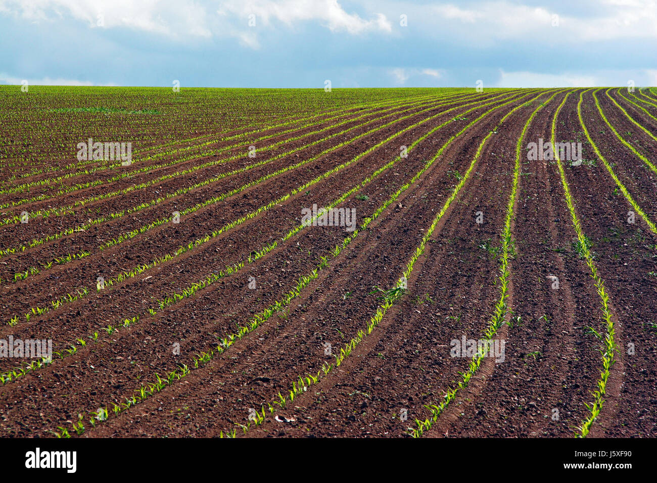 plant agriculture acre cultivation corn scenery countryside nature ...