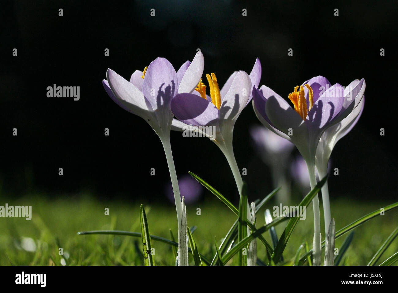 spring crocuses purple delicate fresh february park spring crocuses ...
