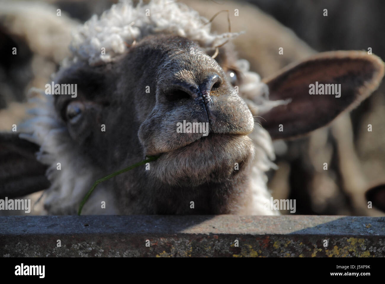 animal curiosity sheep farm muzzle blockhead sheepskin animal curiosity ...