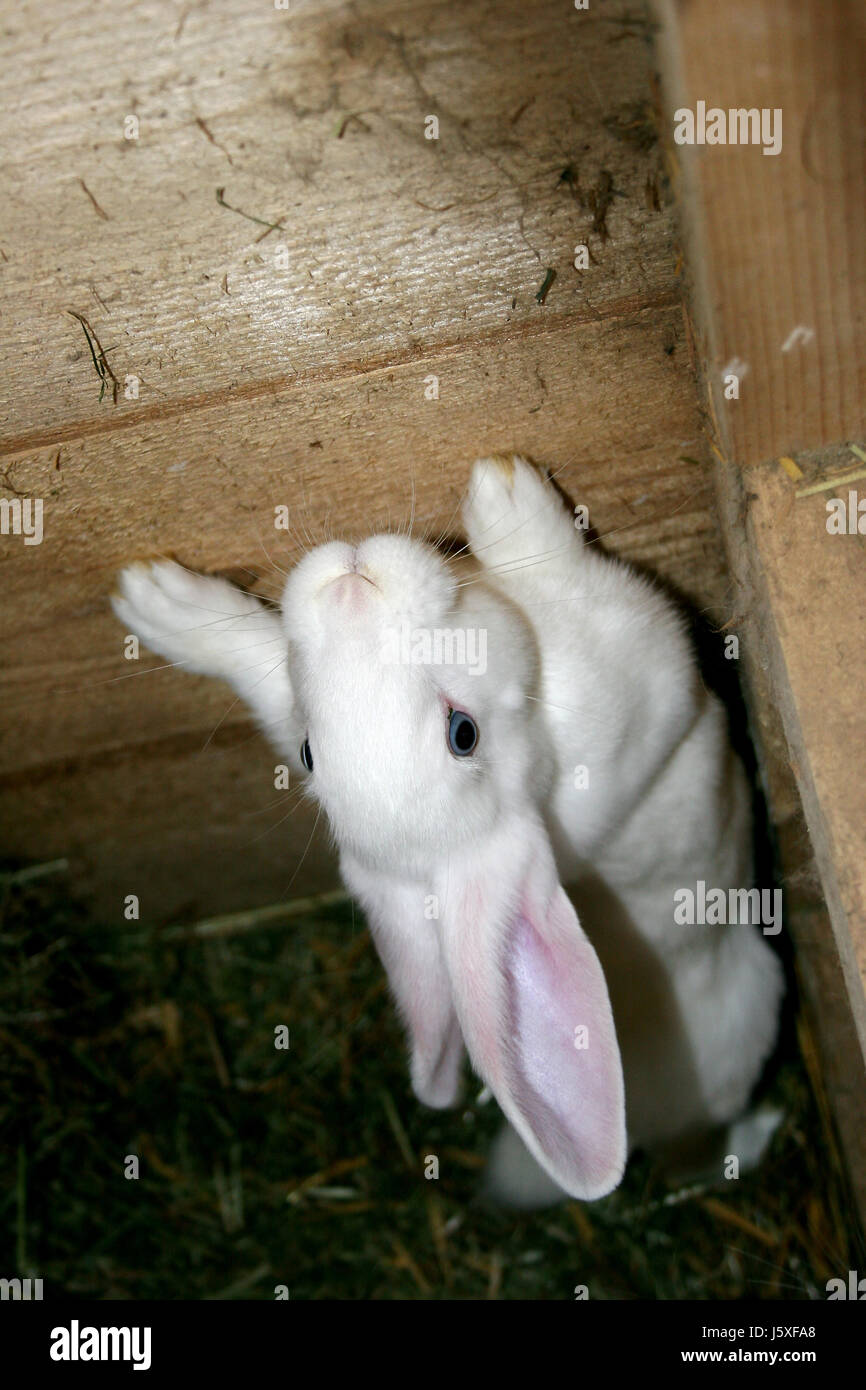 pet curious nosey nosy blank european caucasian rabbit hare rabbits ...