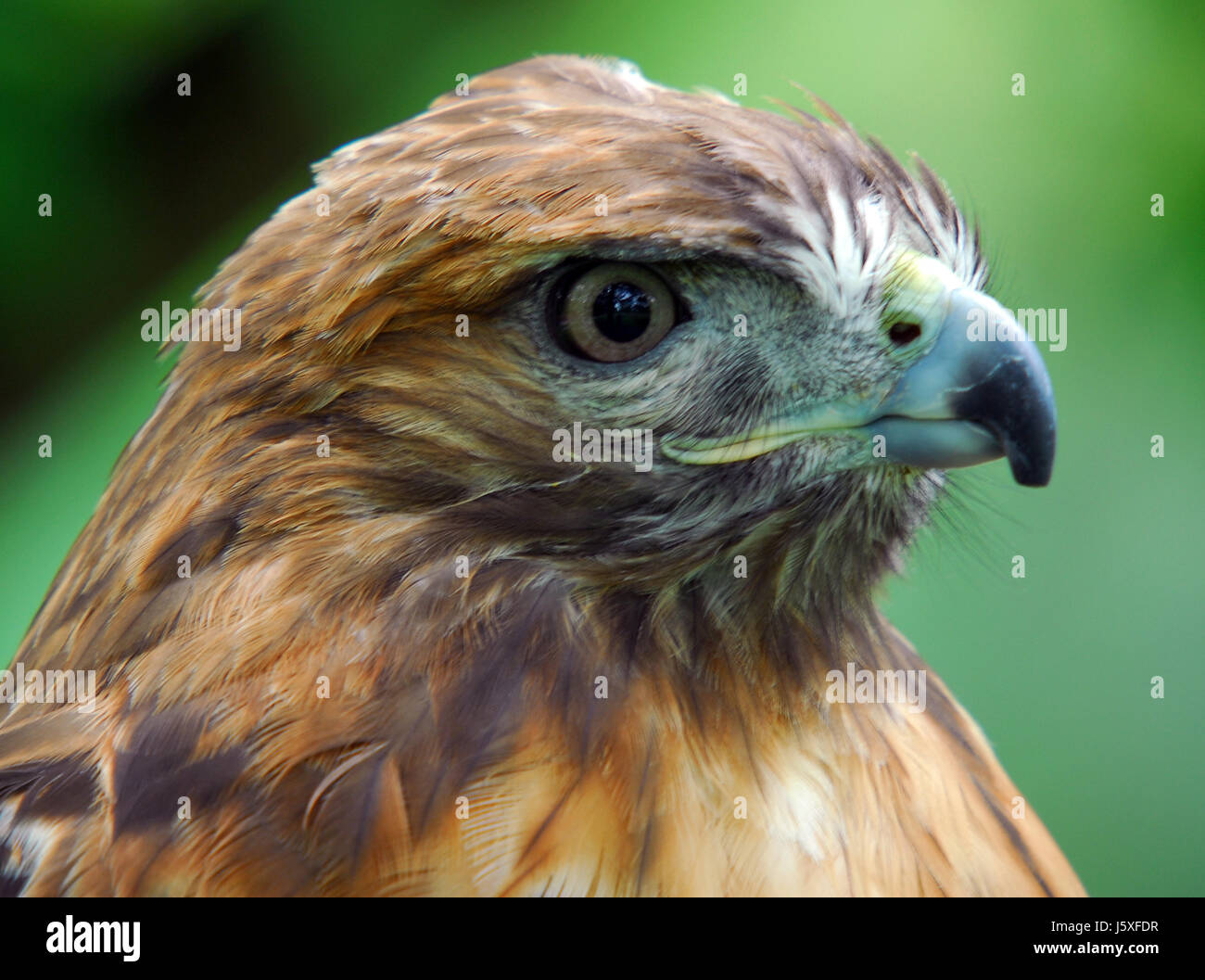 bird falcon eagle hawk animal bird wild hunter eye organ watchful wing ...