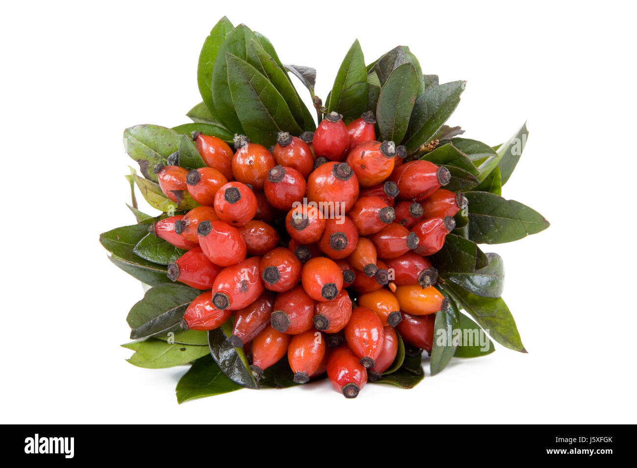isolated haw plant vitamins vitamines haw medicinal plant red plant ...